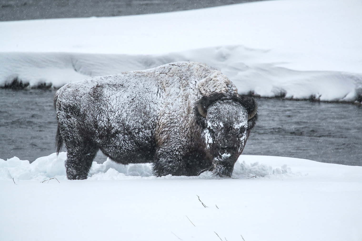 Bison in winter - Jim Zuckerman photography & photo tours