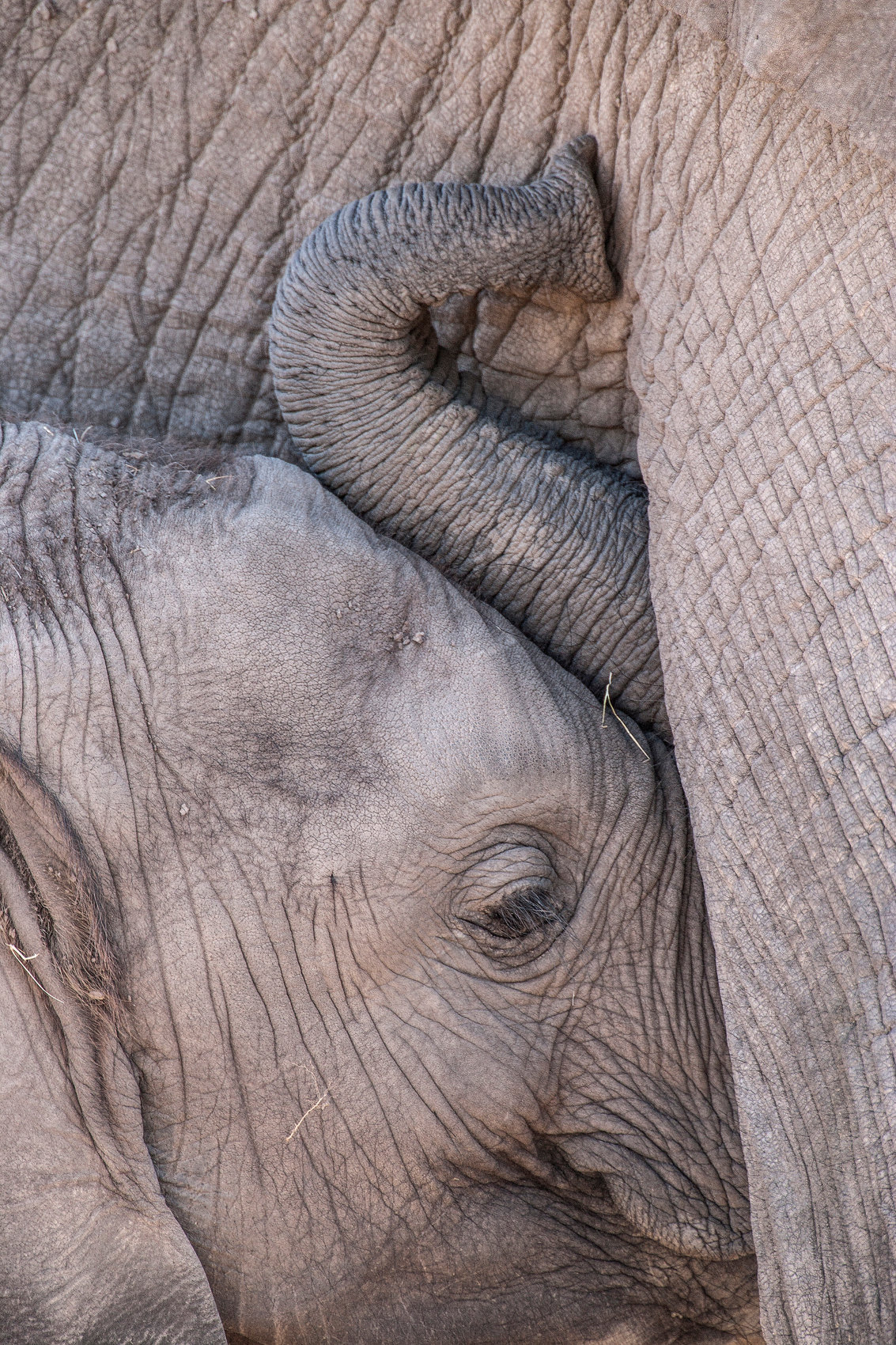Baby elephant nursing - Jim Zuckerman photography & photo tours