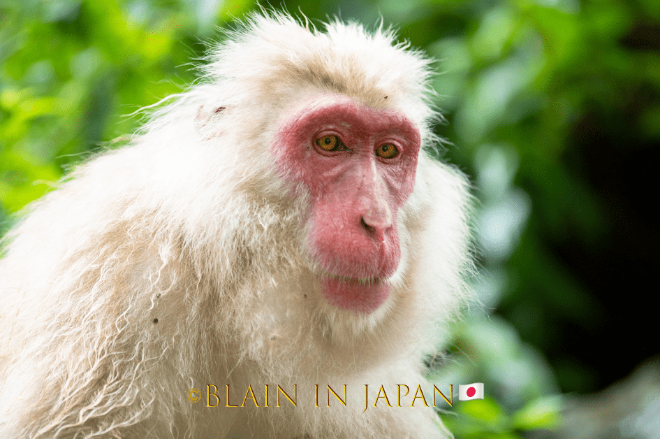 Japanese Macaque - Their Battles - JAPAN DREAMSCAPES