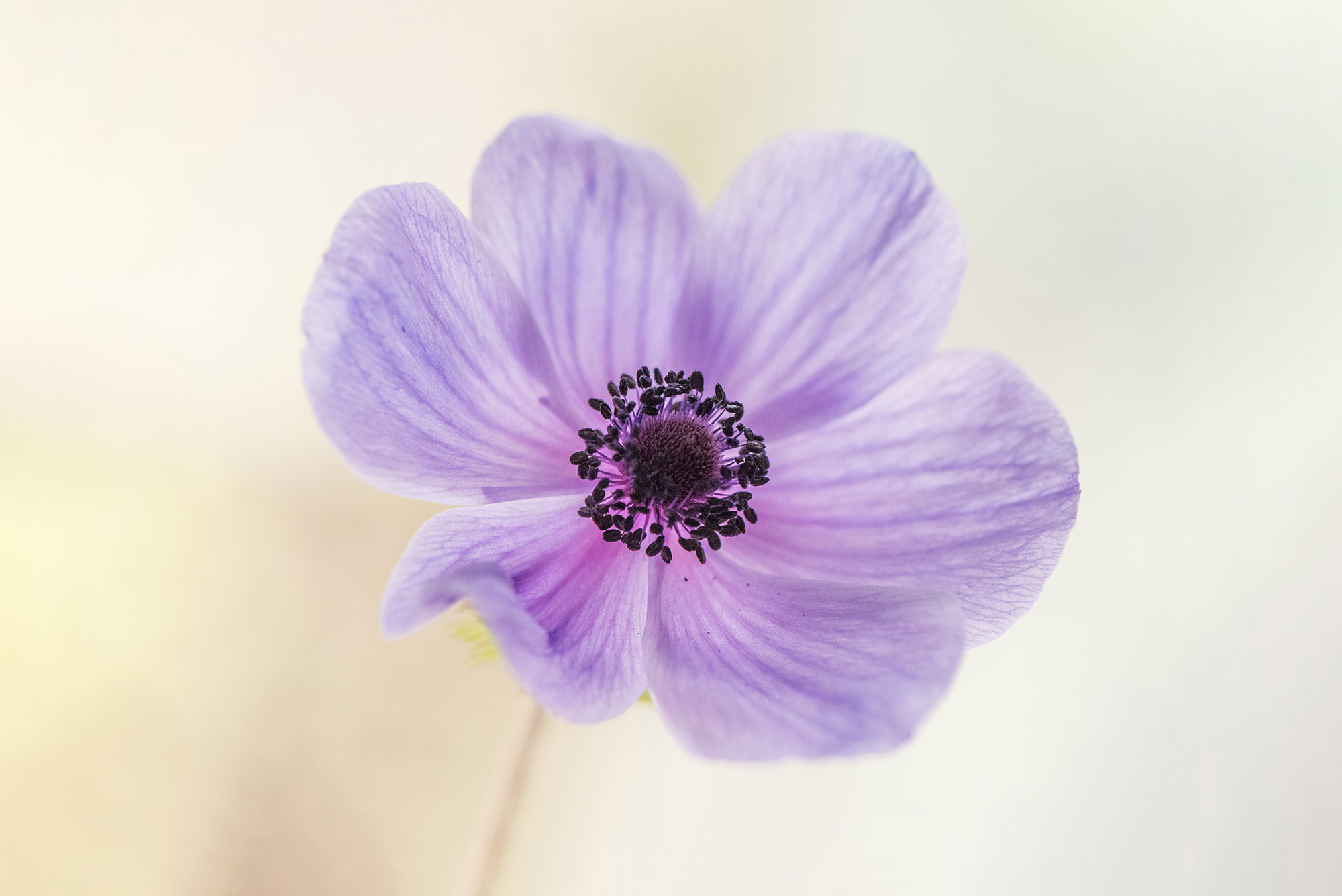 FLOWER GALLERY | Susan Phelps flower photography | Wokingham