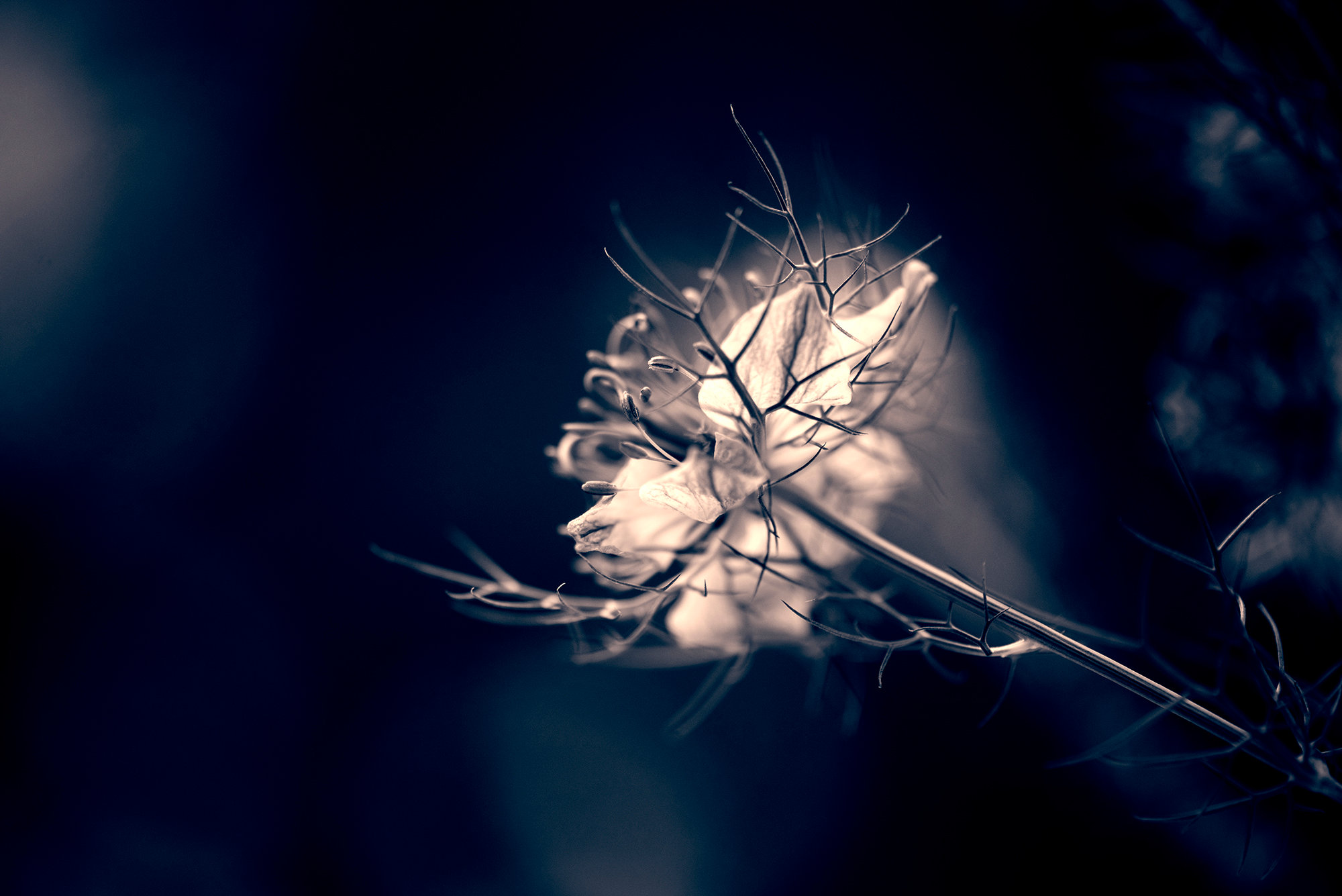 FLOWER GALLERY | Susan Phelps flower photography | Wokingham