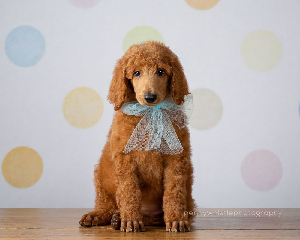 PPP: Poodle Puppy Palooza