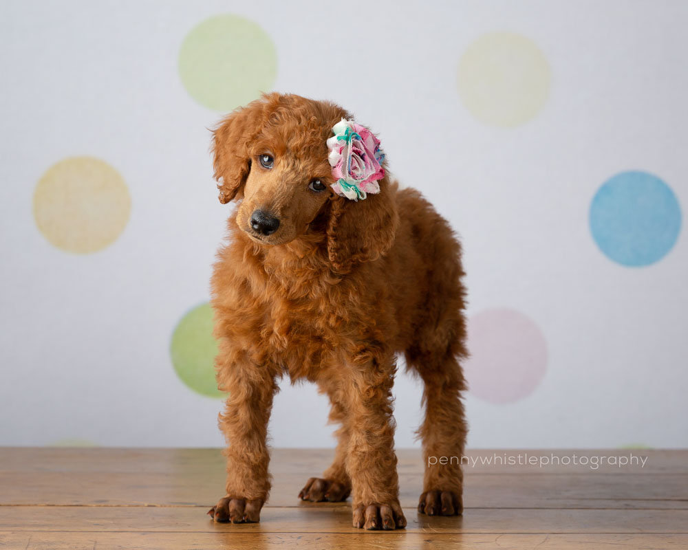 PPP: Poodle Puppy Palooza