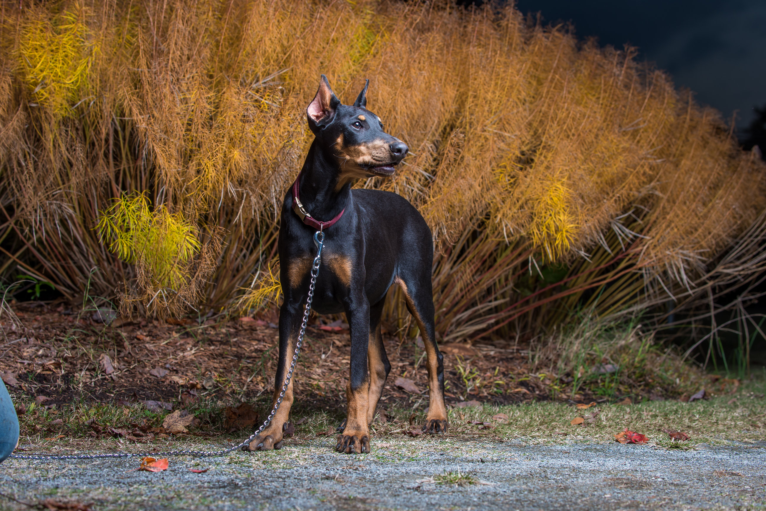 Doberman Portraits - Pet Photography