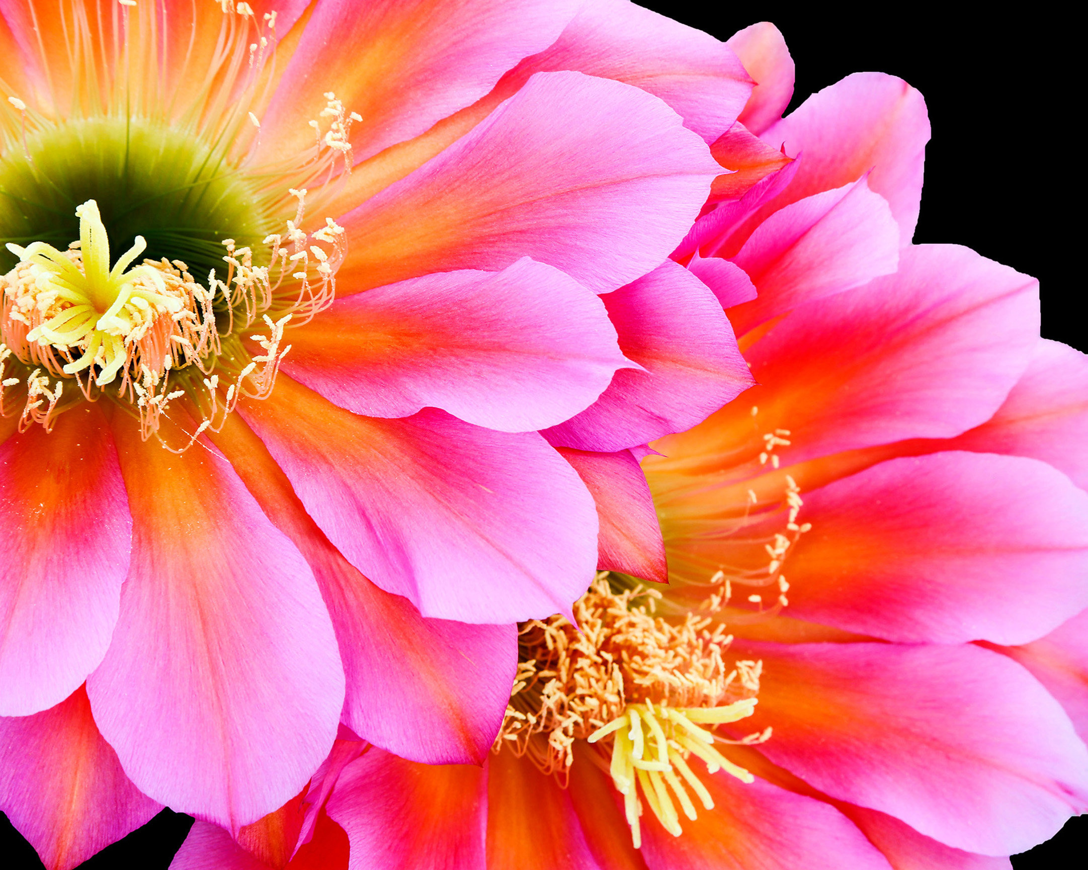 Arizona Desert Gallery | Phoenix, Az | Brecker Arts
