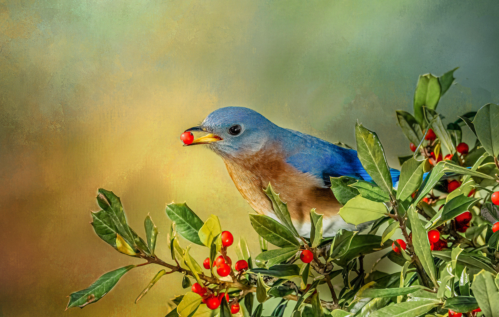 Capturing the Bluebird Life Cycle - Virginia PPA