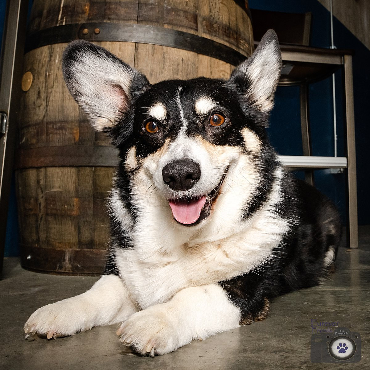 Brew Pup Pop Up! - Furever Photography