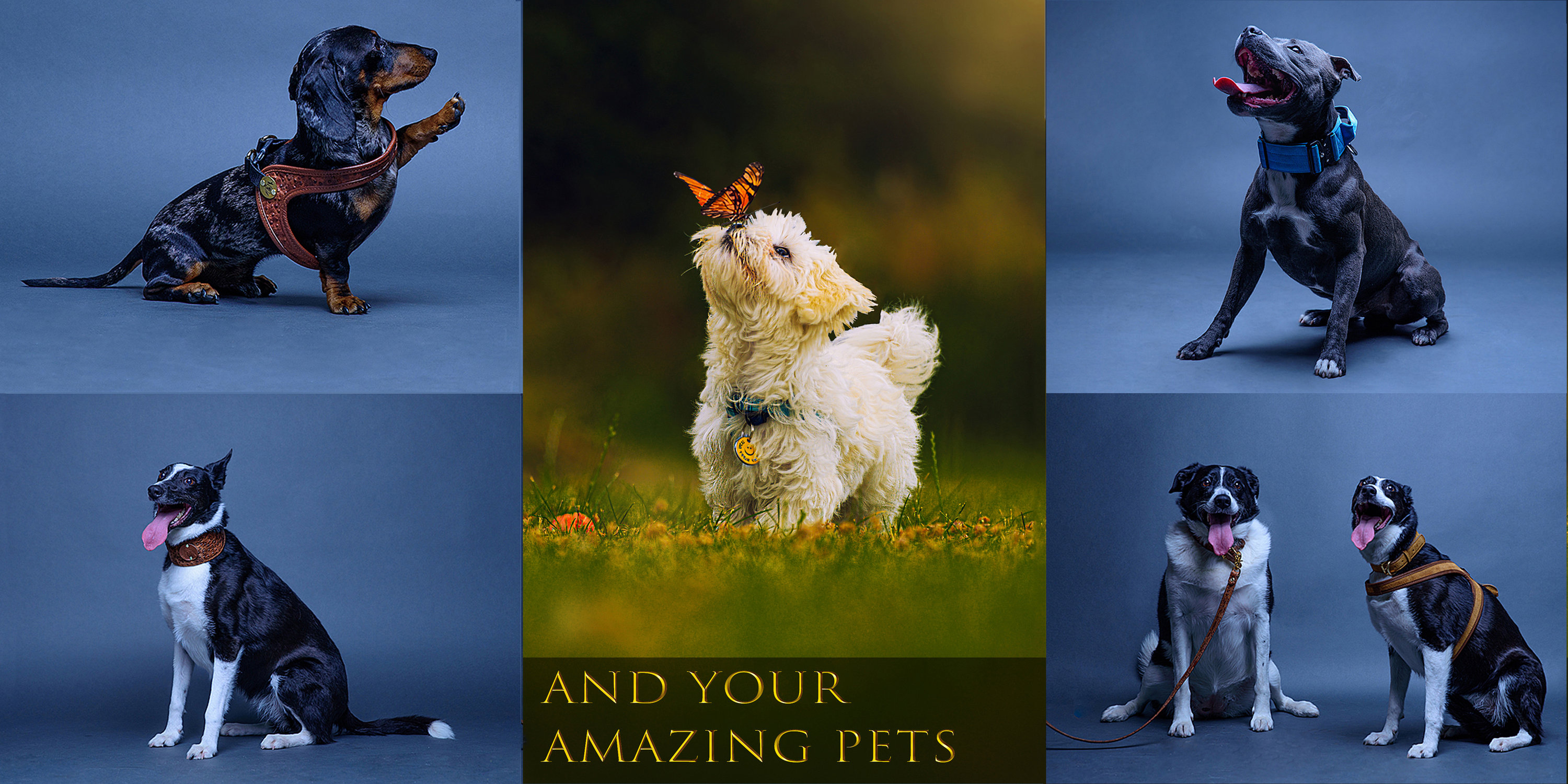 Portraits For Pets And Their Families