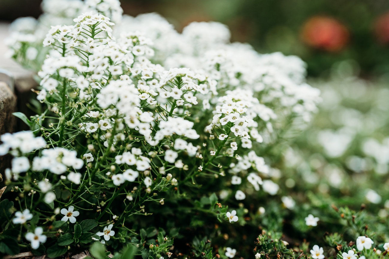 Authentic Brisbane Wedding Photographer | Chalk Photography