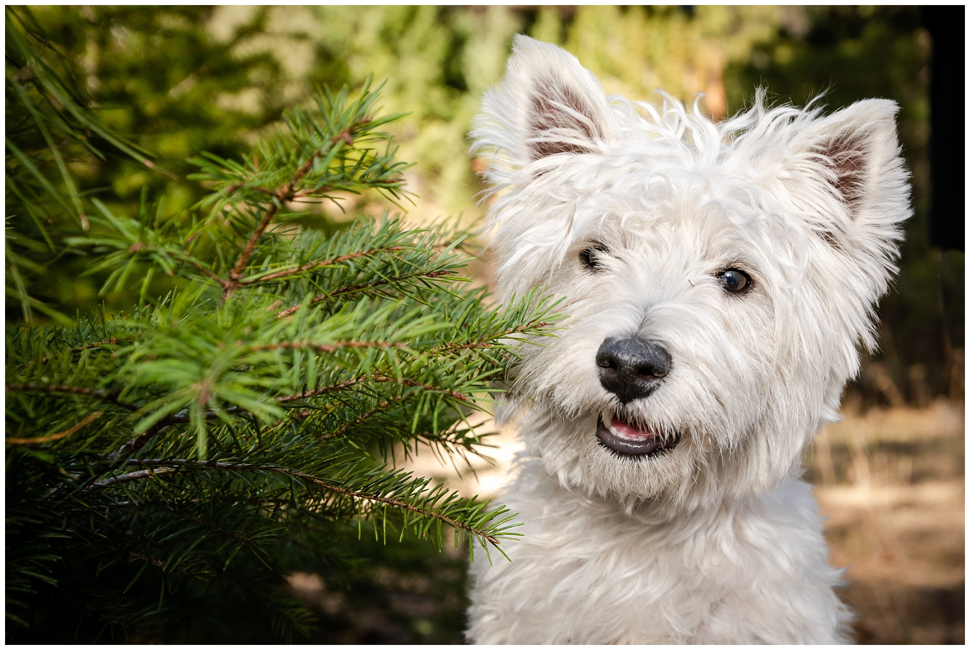 Breed Highlight: West Highland Terrier - Furever Photography