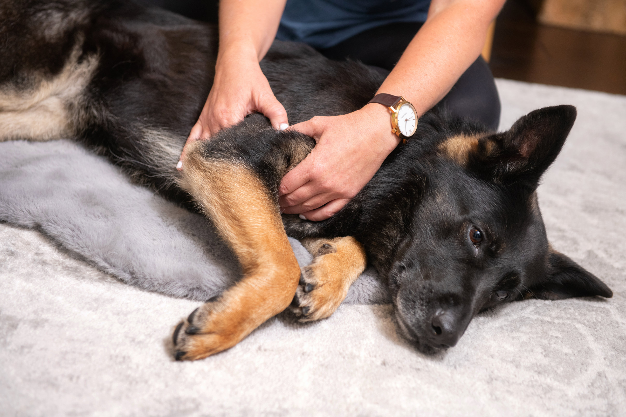 K9 MuscleWorks - Critter Collections by JSP Edmonton Pet Photographer