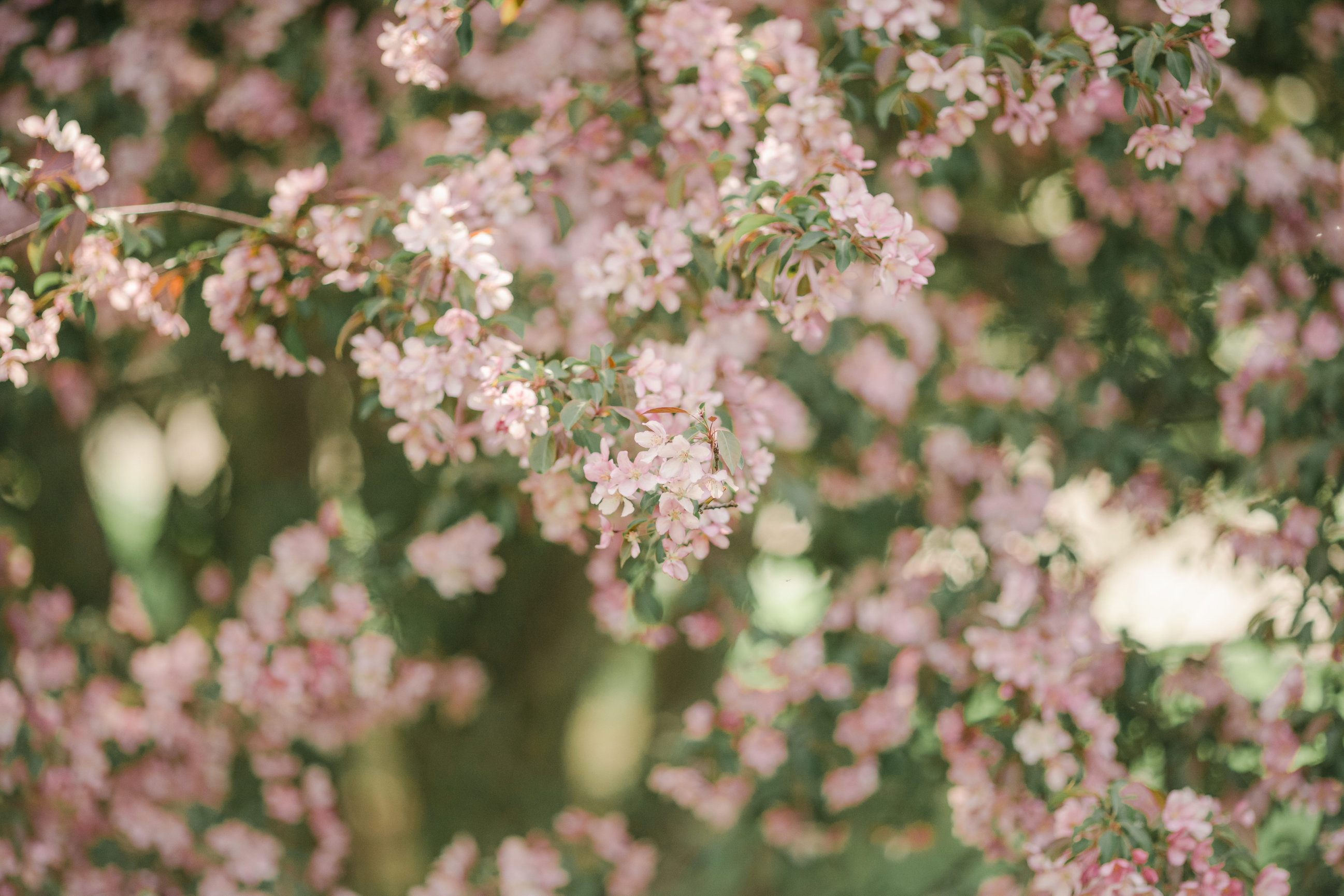 The Secret to Perfect Spring Family Photos in Minnesota