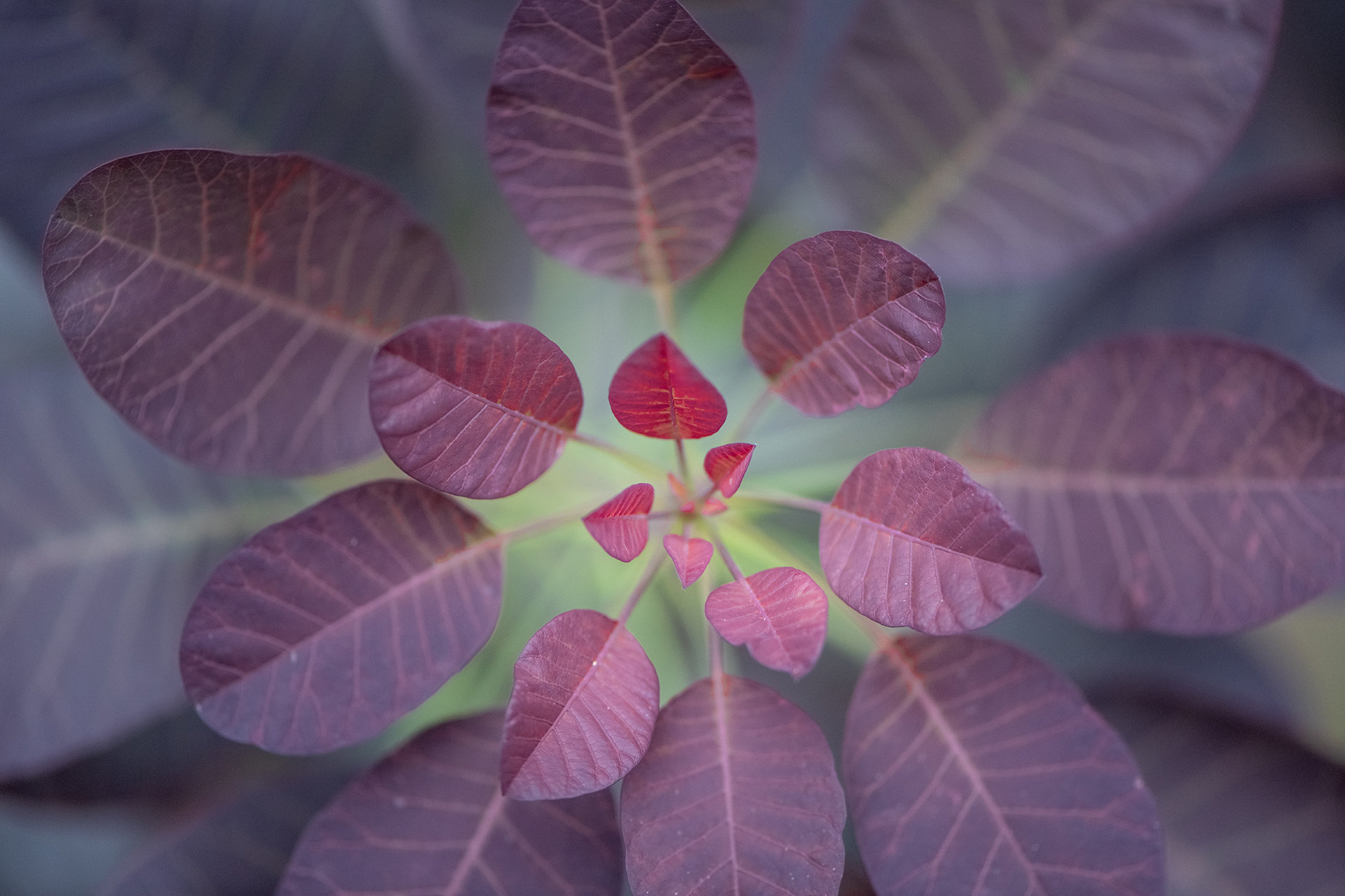 LEAVES & SEEDS | Susan Phelps Photography | WOKINGHAM