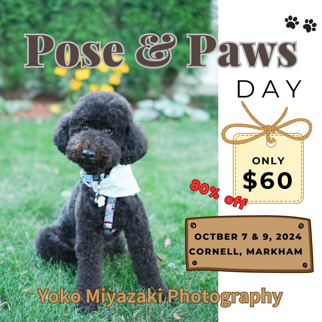 PET MINI SESSIONS (POSE & PAWS DAY) - Yoko Miyazaki Photography
