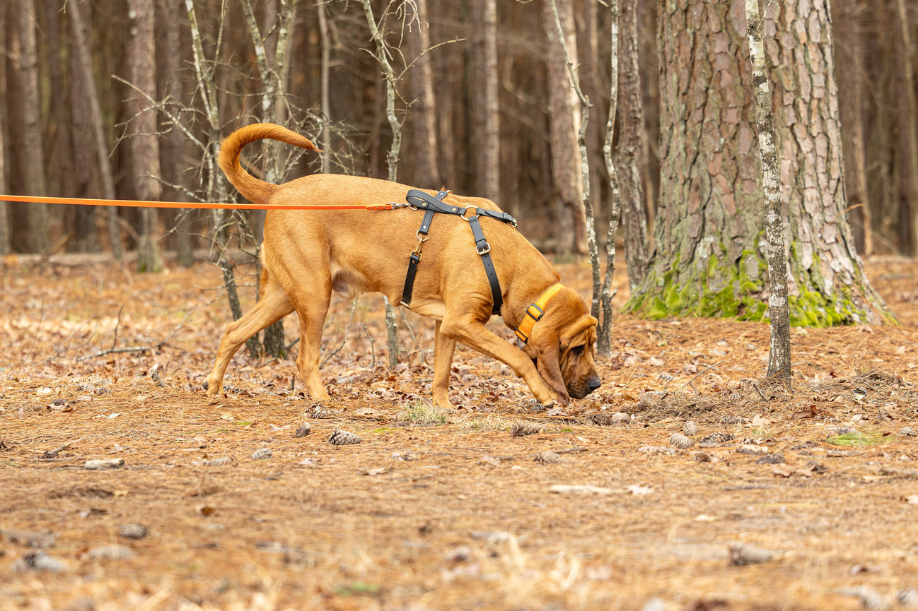 Odor Detection Dogs