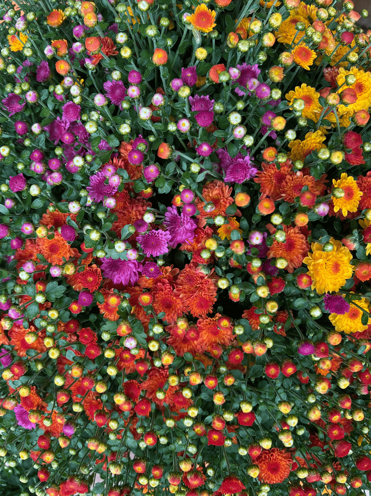 Hello Fall! - Marie and Anthony Adopt