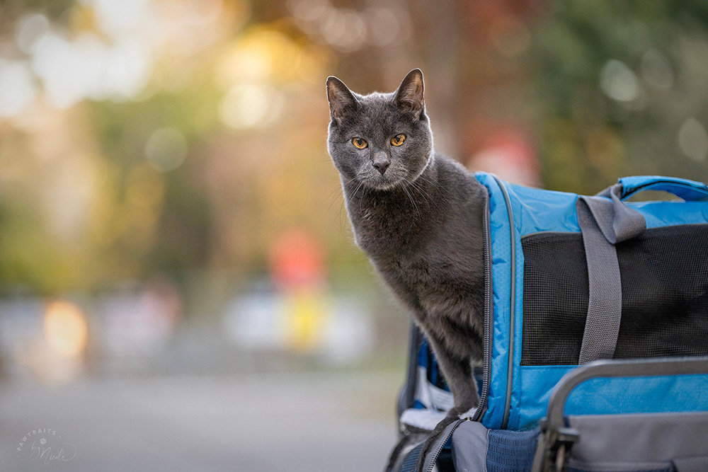 In Memory of Rigby the Cat