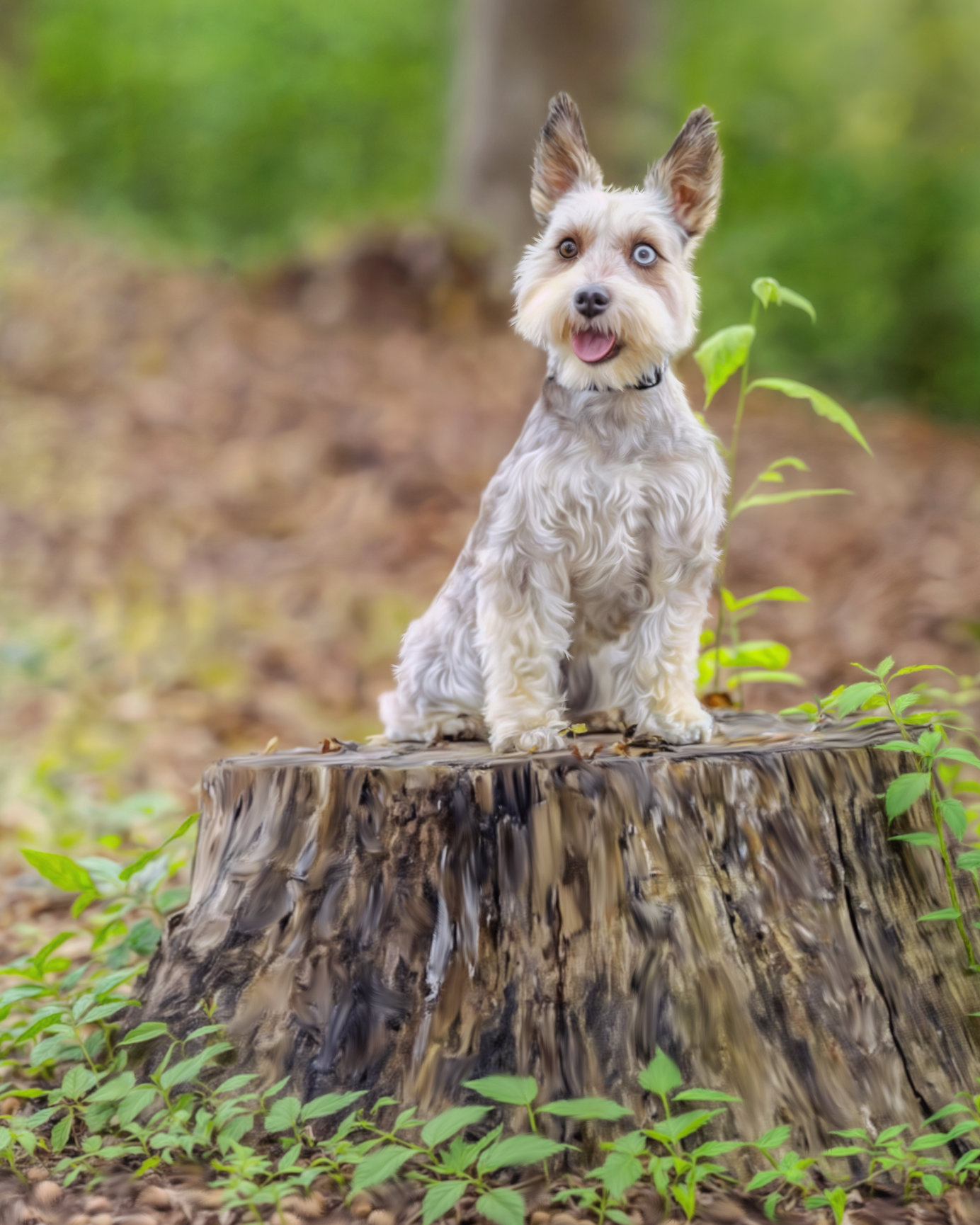 Miniature Schnauzer Portrait Session in Roane County Park | Stephanie ...
