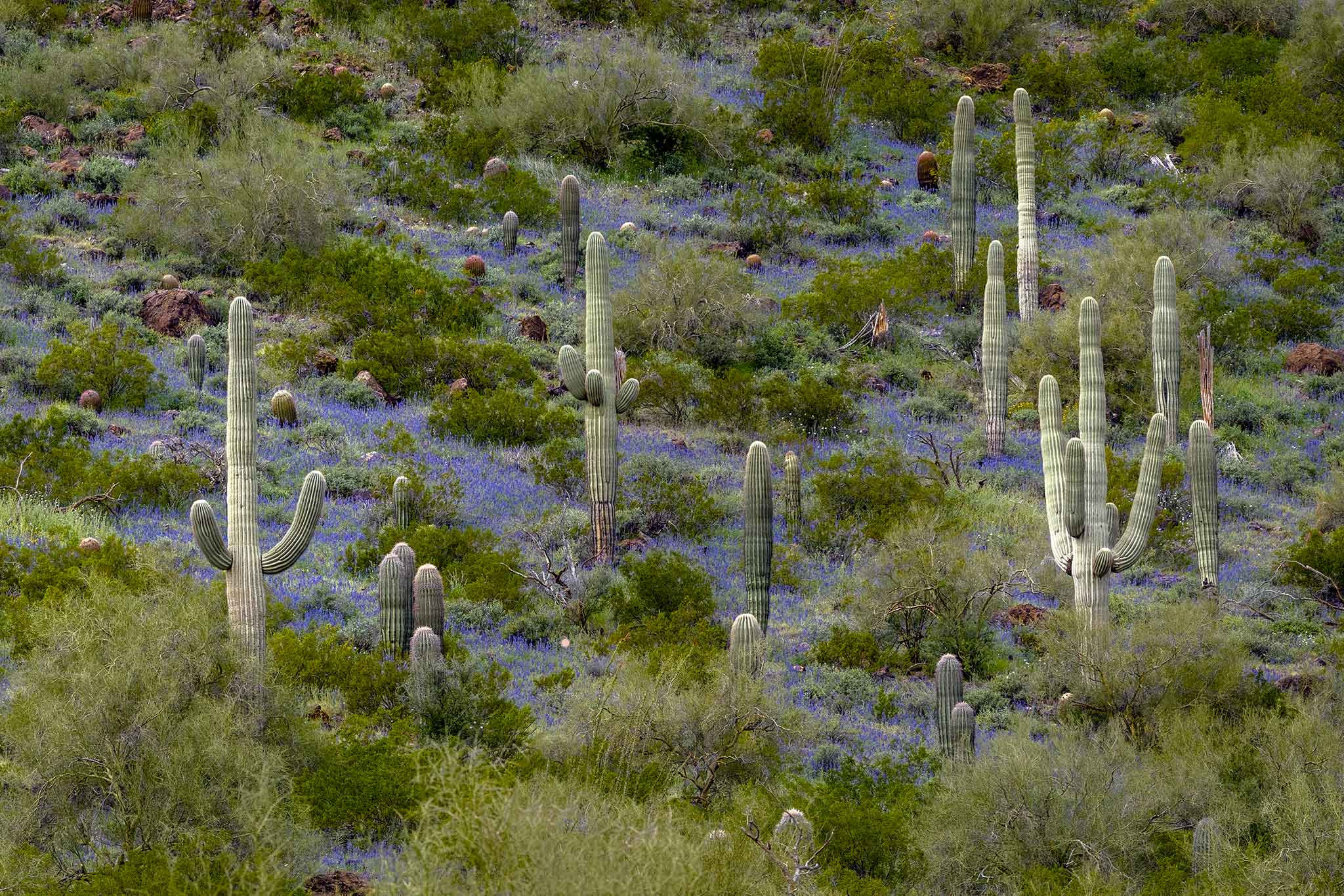 Inter Lupine - Rob Strain Fine Art Photography & Workshops