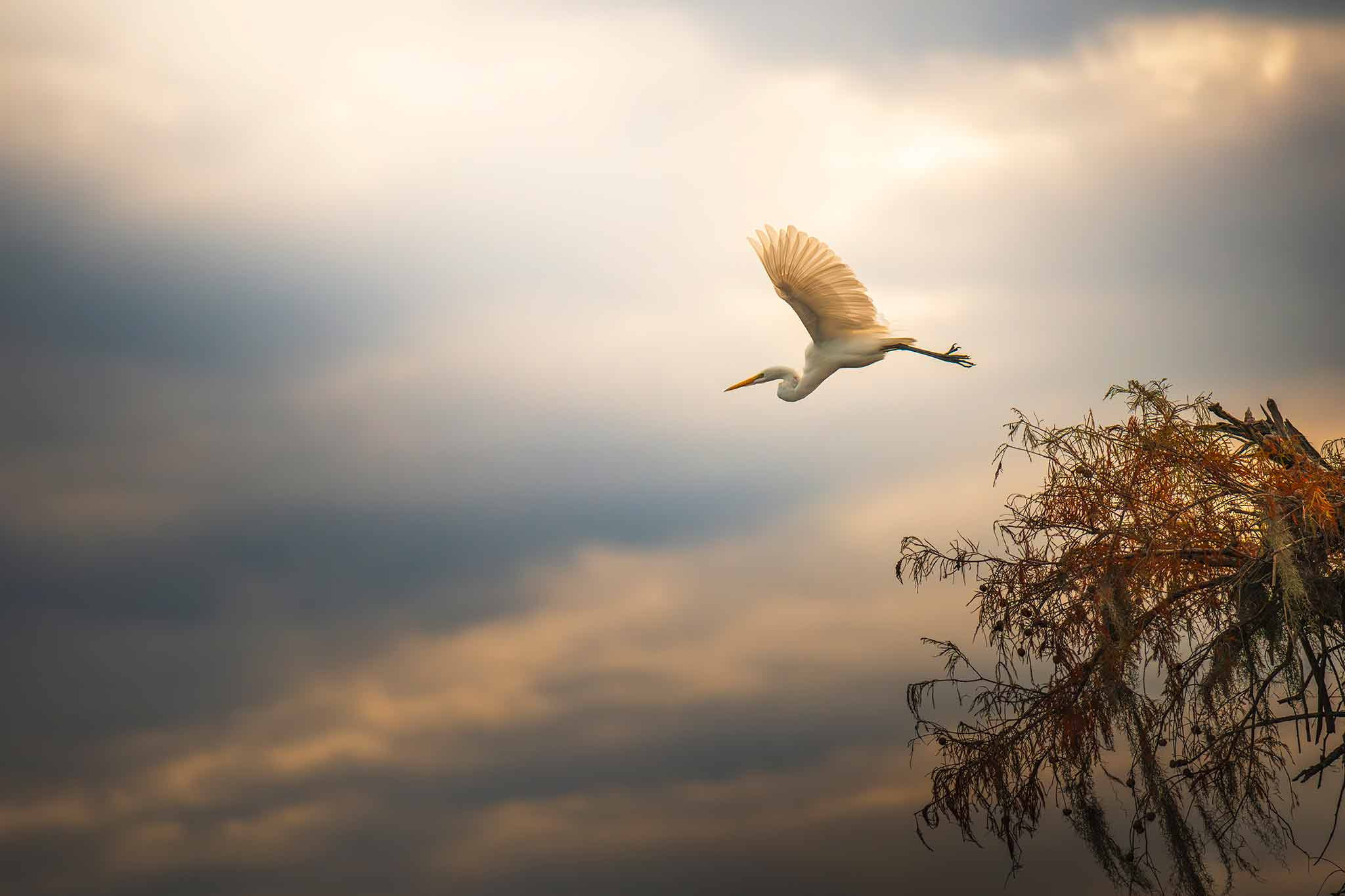 CADDO LAKE PHOTO WORKSHOP DETAILS - Rob Strain Fine Art Photography ...