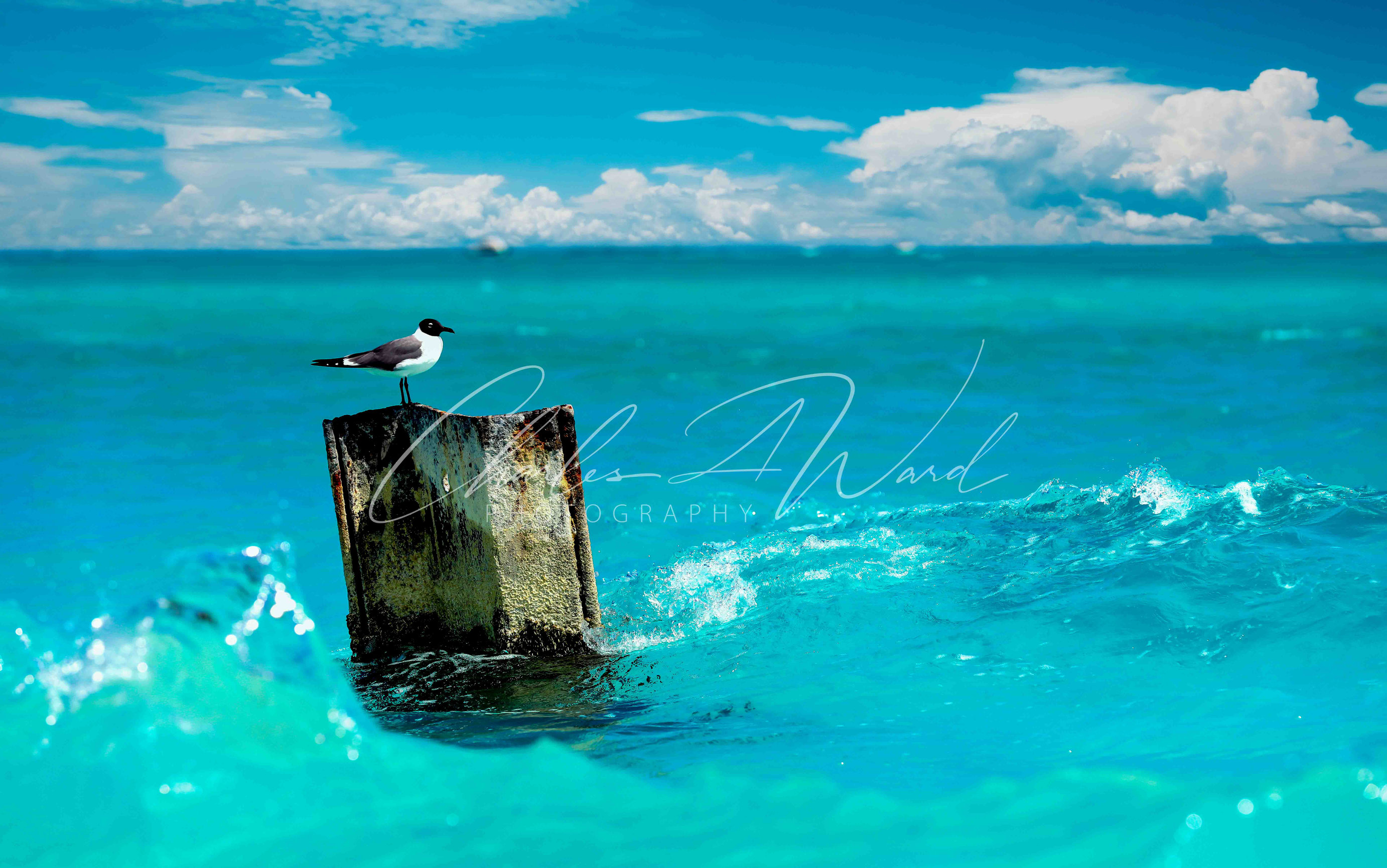 Charles Ward Photography / Omaha Nebraska area