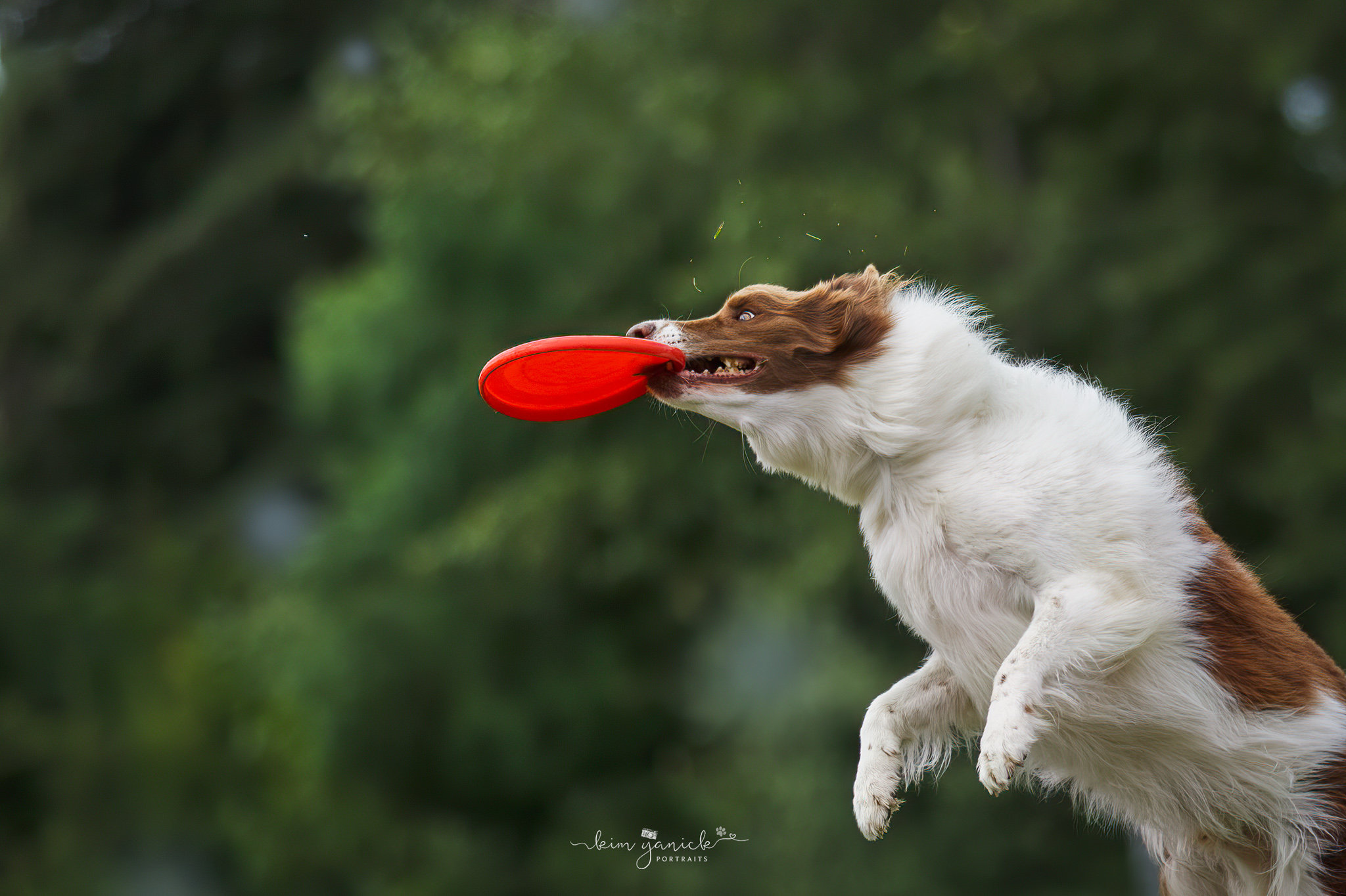 Nanaimo Disc Dogs - Kim Yanick Portraits