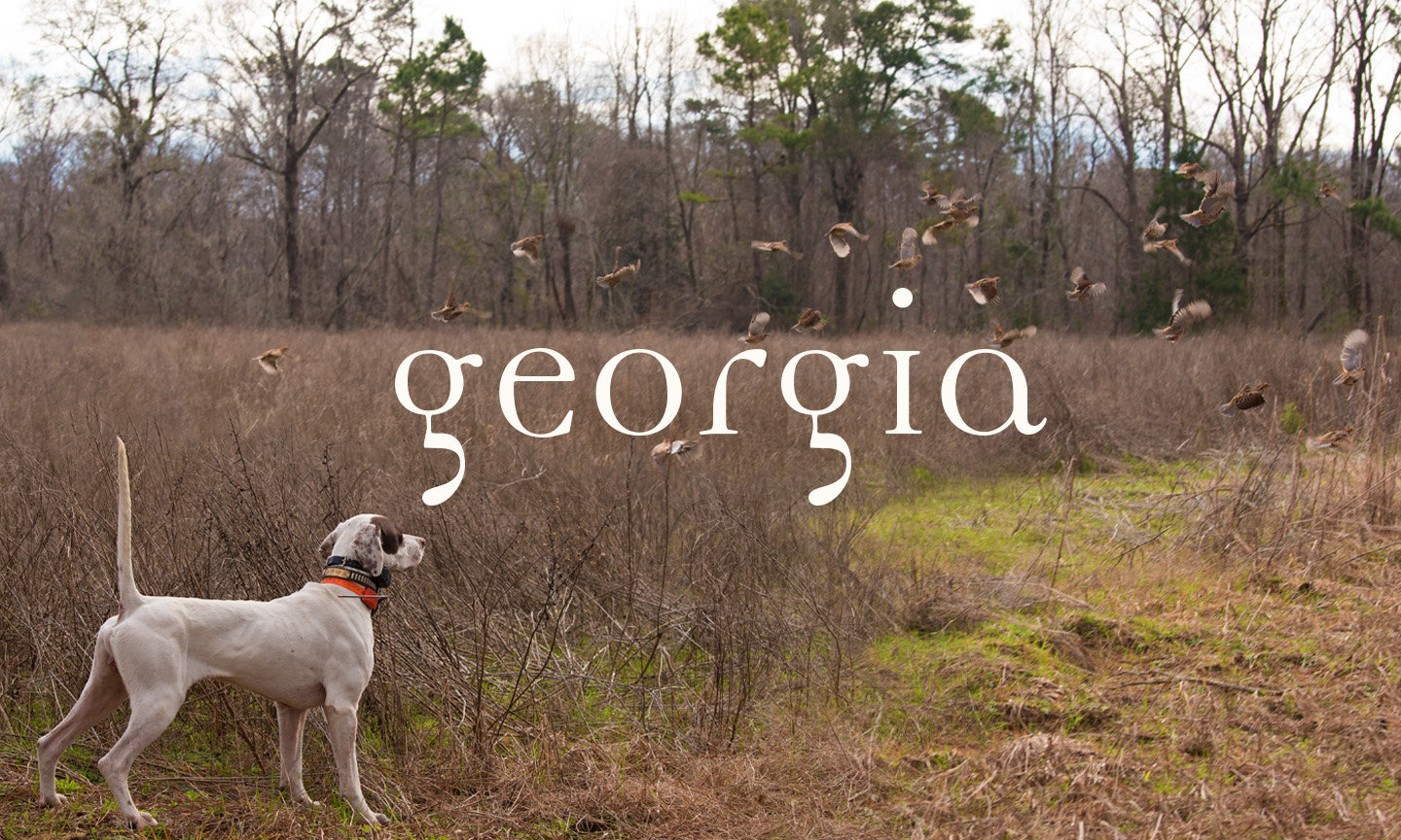 Georgia Bird Dogs - Chris Mathan Sporting Dog & Outdoor Images