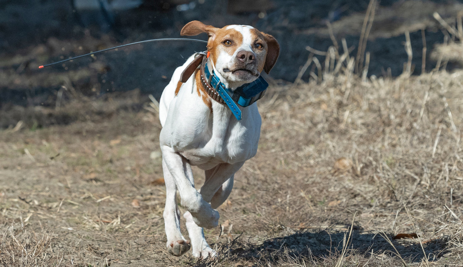 Sporting Dogs & Outdoor Images