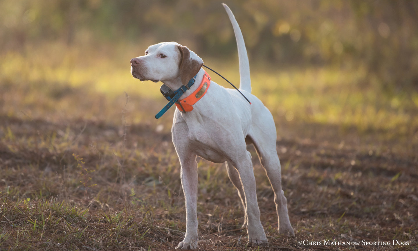 Field Trials - Chris Mathan Sporting Dogs