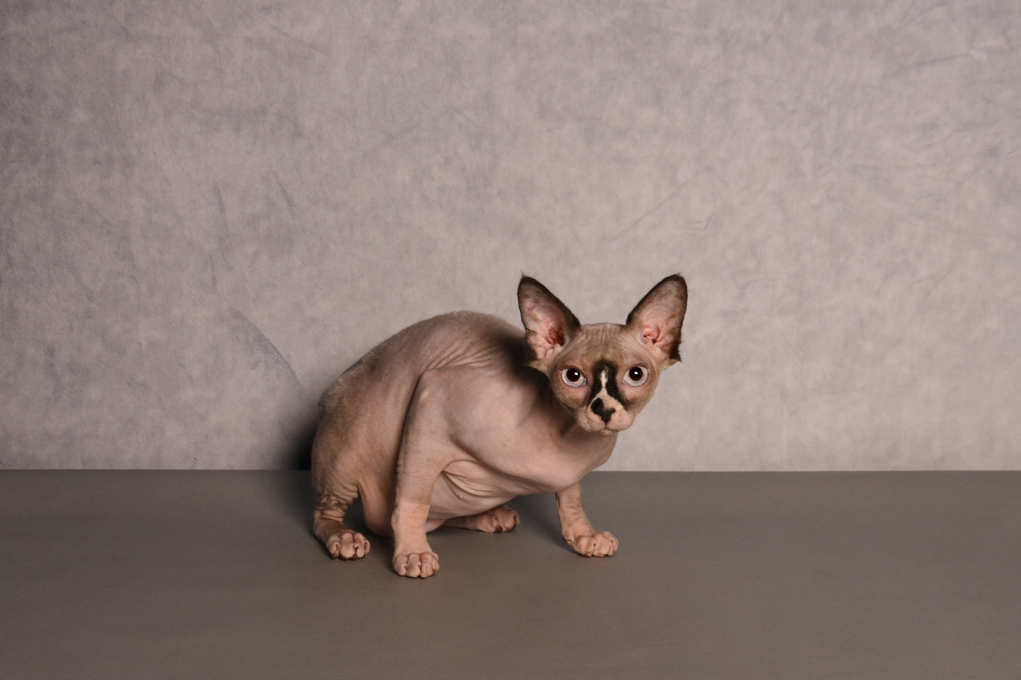AVAILABLE KITTENS - The Purr Without the Fur
