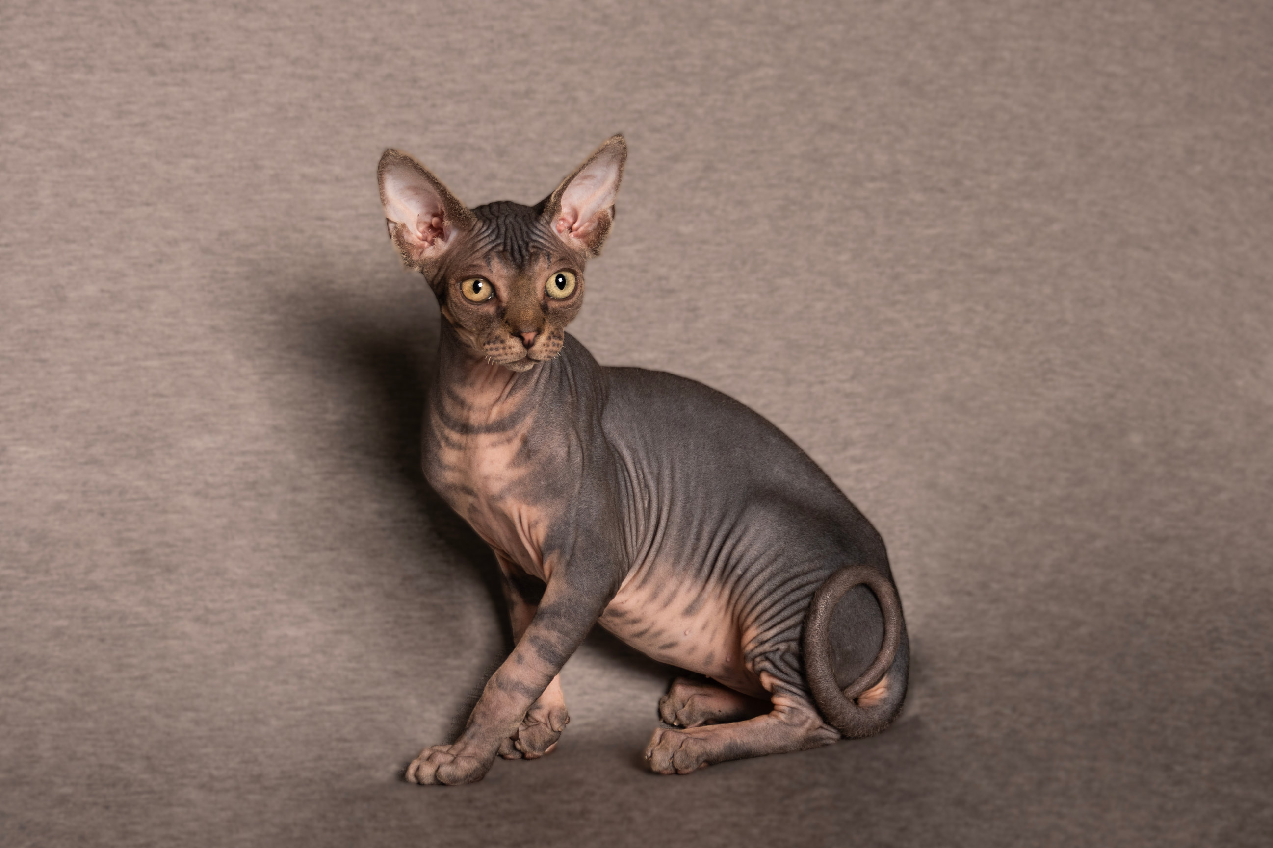 AVAILABLE KITTENS - The Purr Without the Fur