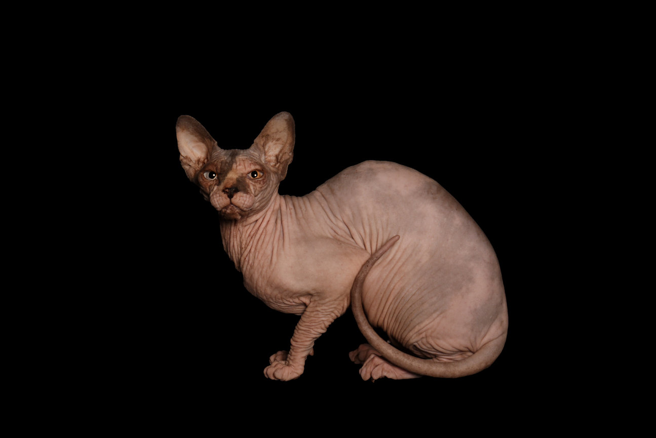 NEIMA - The Purr Without the Fur