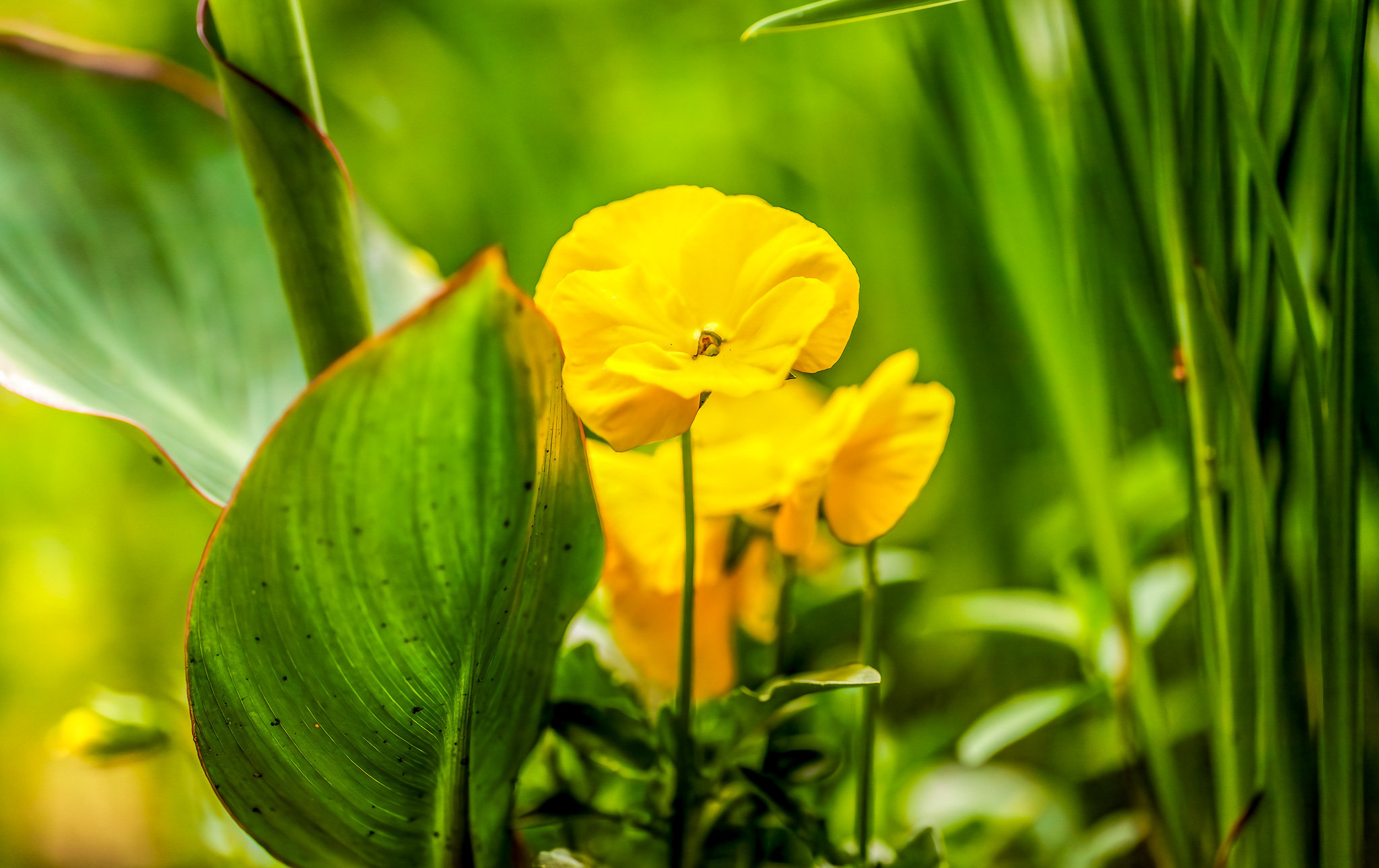 Yellow-pop Premium digital image - Memorable Moments Never Forgotten