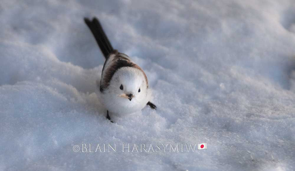 Hokkaido Bird Watching Photography Workshop - Shima Enaga Flocking ...