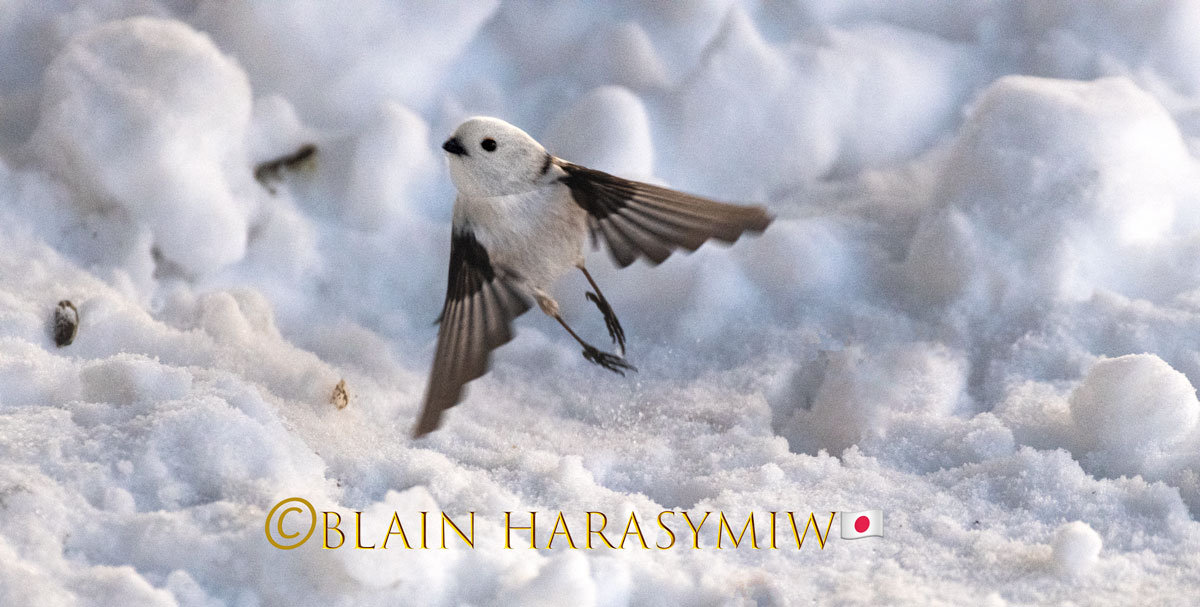 Birds Photography Gallery | Blain Harasymiw Photography