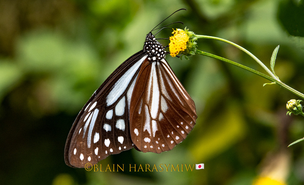 Medium Telephoto My Lens Recommendation - And Some Of My History ...