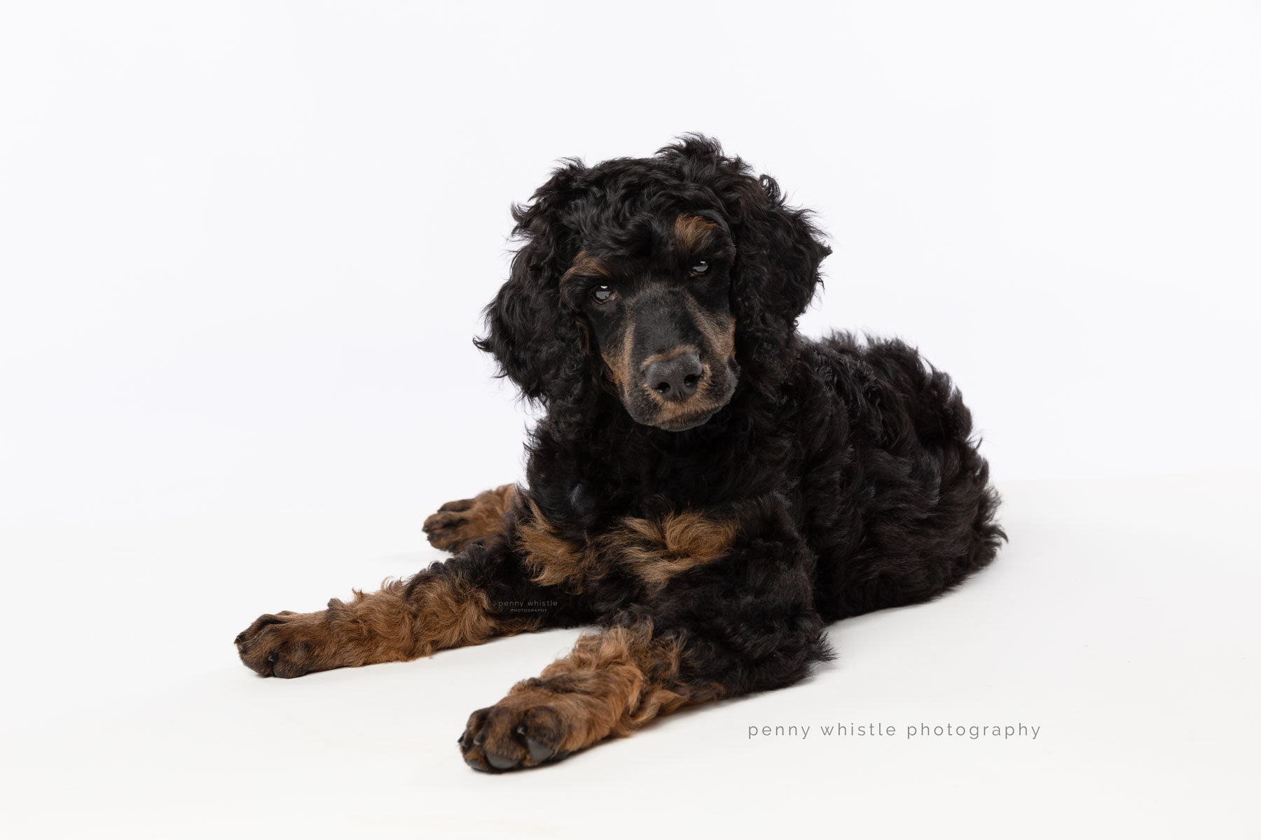 Responsibly Bred Red and Multi-Colored Standard Poodles in Dallas ...