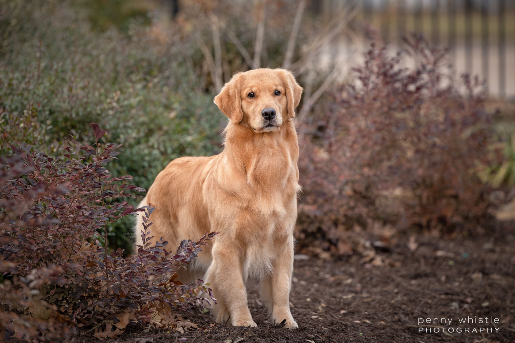 5 Things You May Not Know About Golden Retrievers