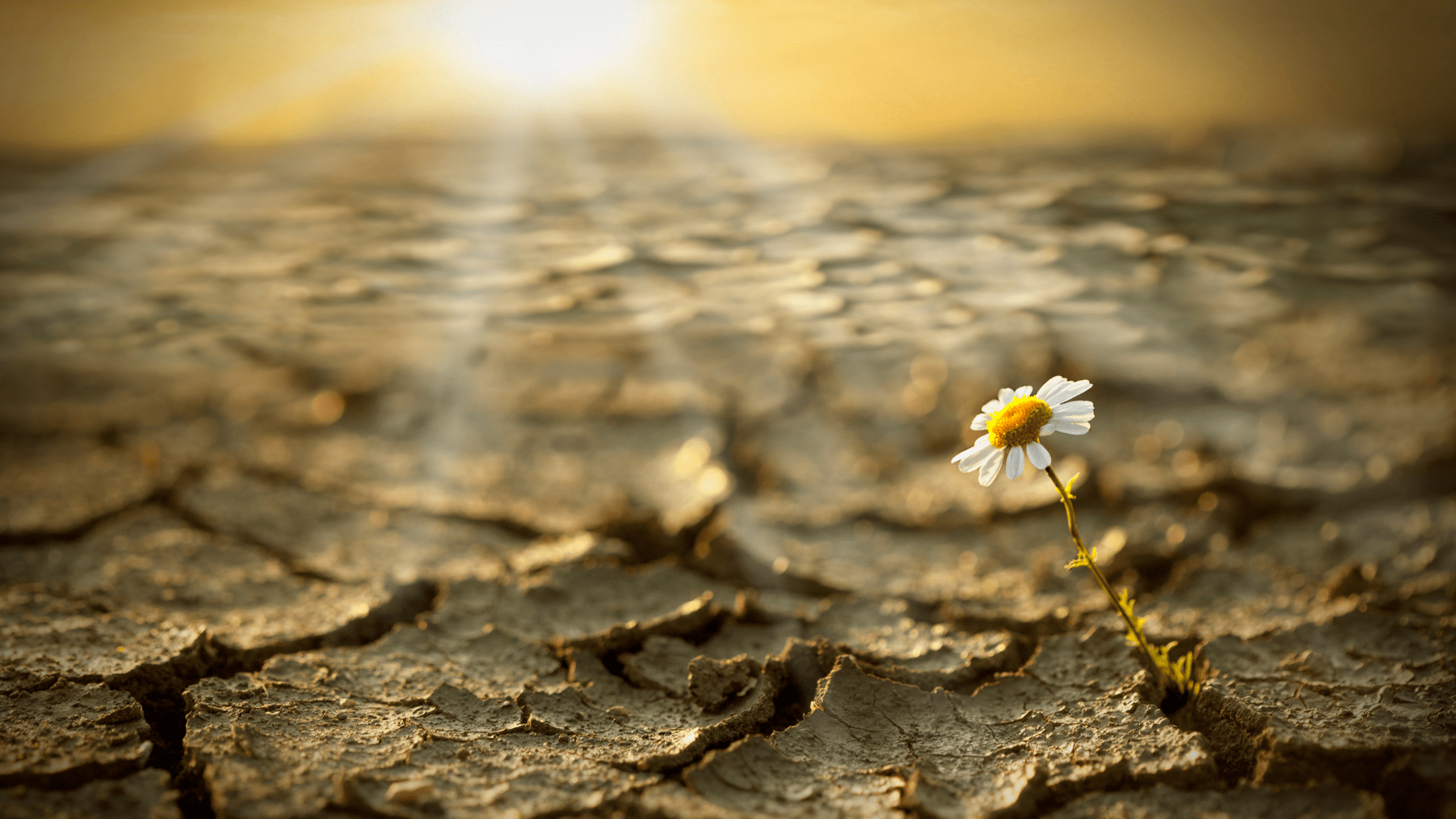 Beauty from Brokenness: Turning Pain into Purpose