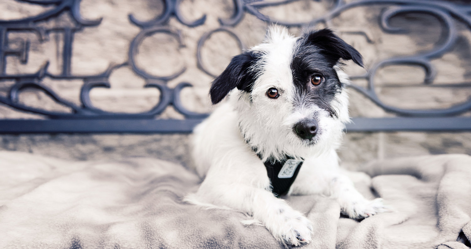 Book your Session - Everwood Photography