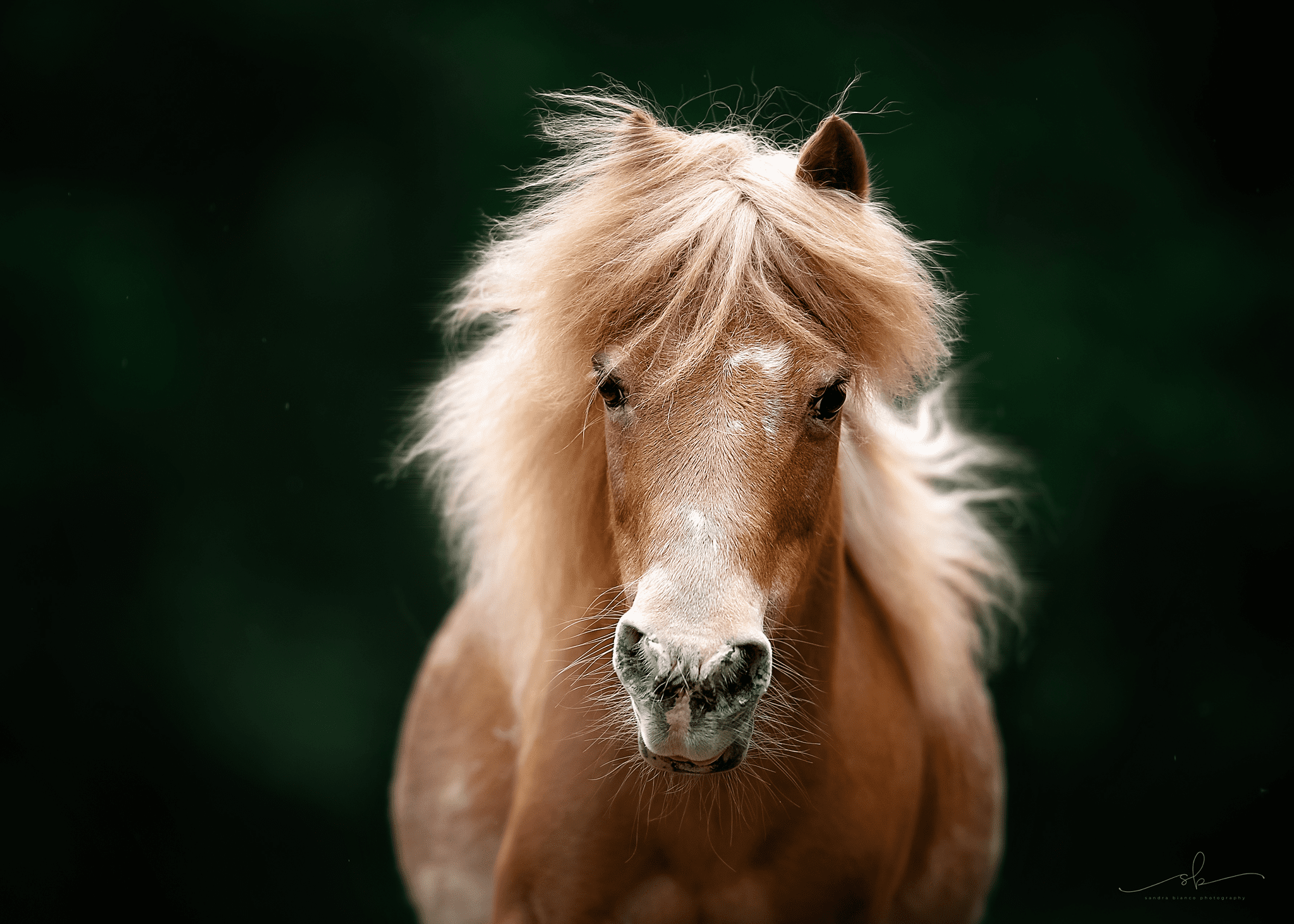 Fur & Feathers - Sandra Bianco