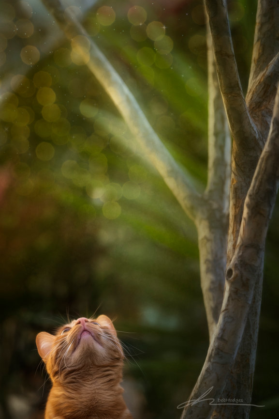 Feline Collection - Deborah Hodges