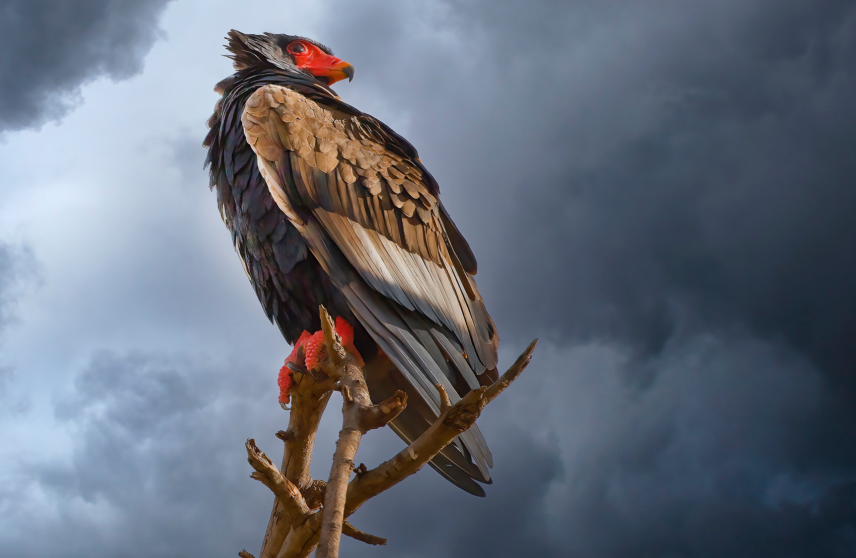 Bateleur eagle - Jim Zuckerman photography & photo tours