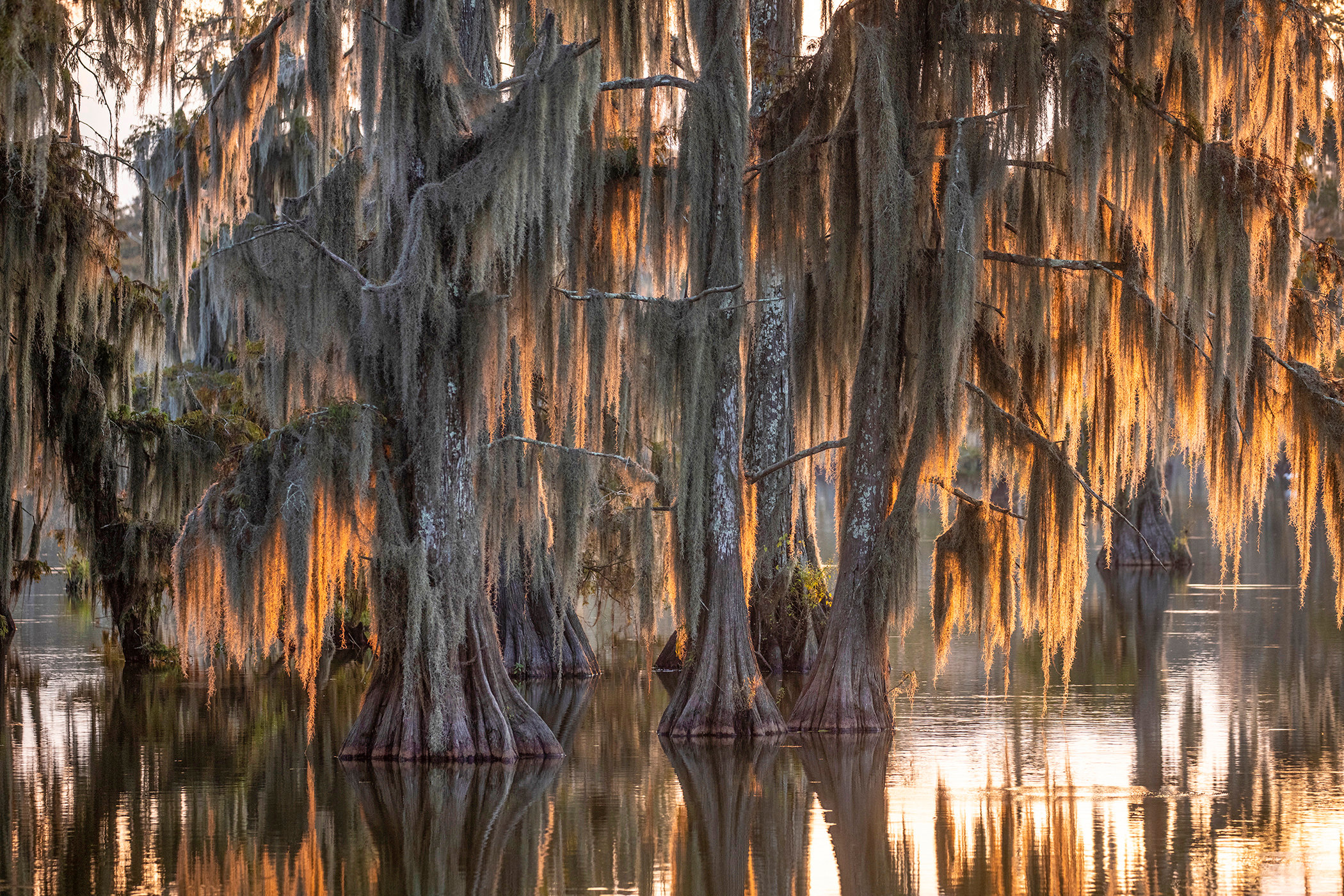 Louisiana swamp at sunset - Jim Zuckerman photography & photo tours