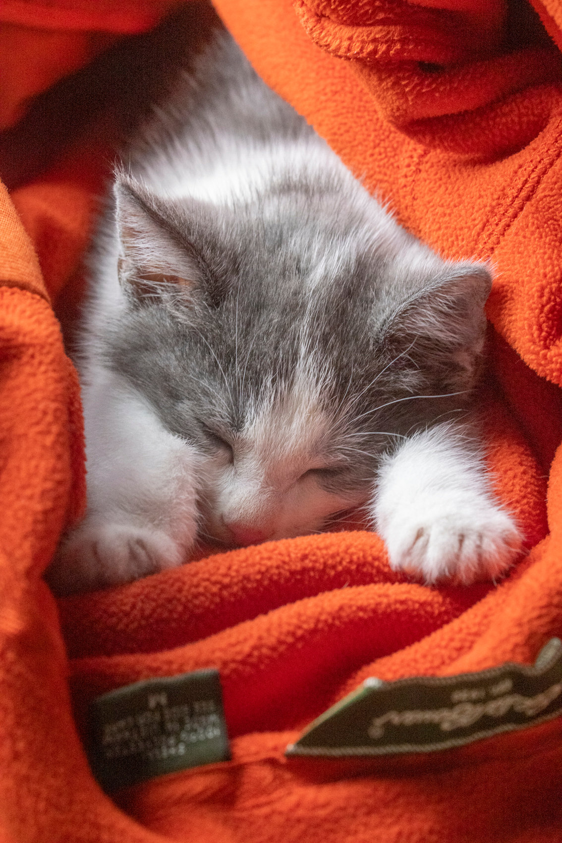 A lost kitten rescued - Jim Zuckerman photography & photo tours