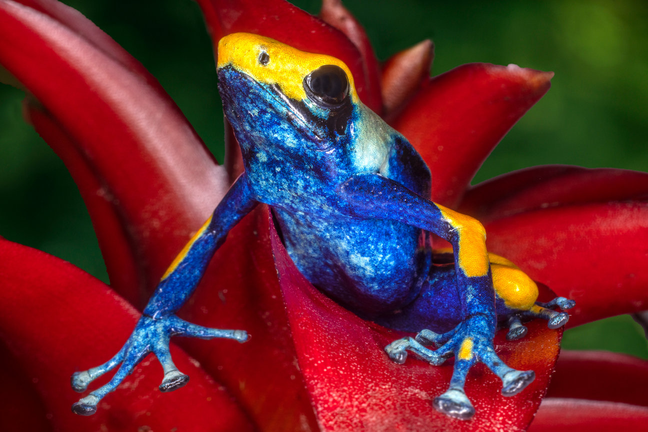 Lovable Frogs - Jim Zuckerman photography & photo tours