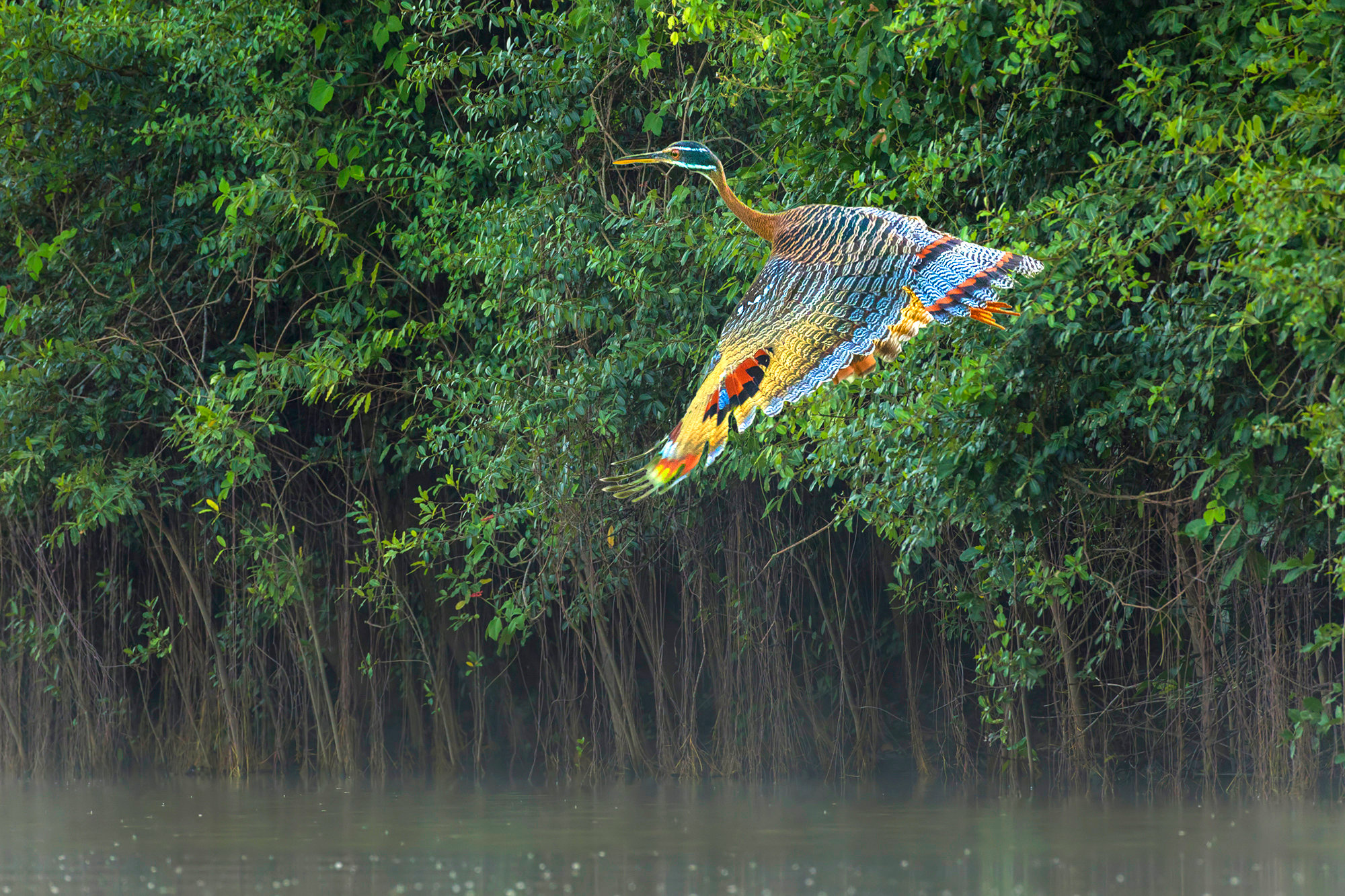 Sunbittern in flight - Jim Zuckerman photography & photo tours