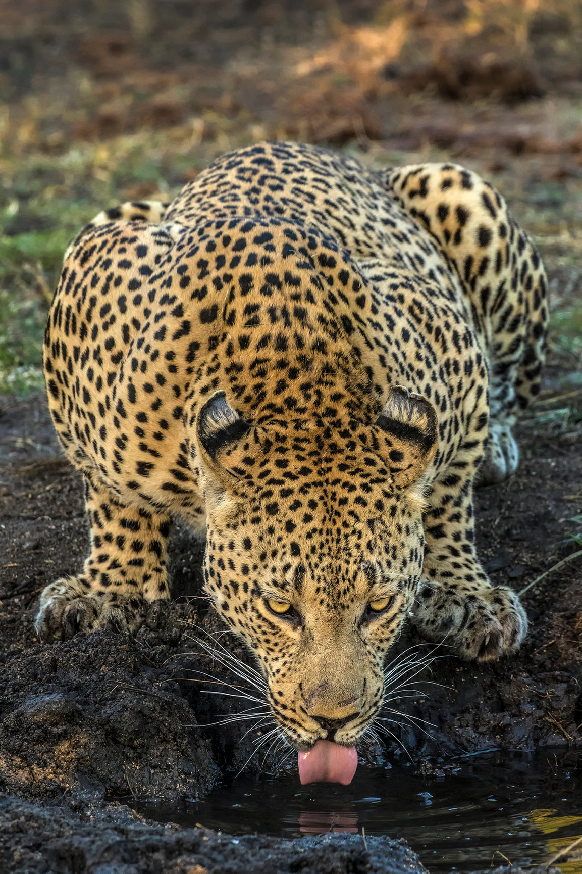 Leopard drinking - Jim Zuckerman photography & photo tours