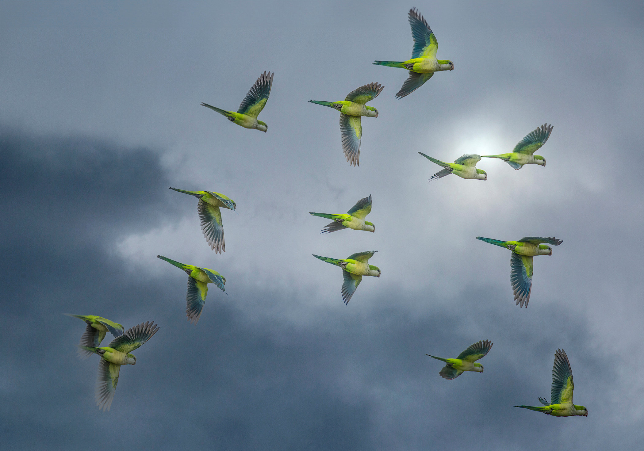 Parakeets in flight - Jim Zuckerman photography & photo tours