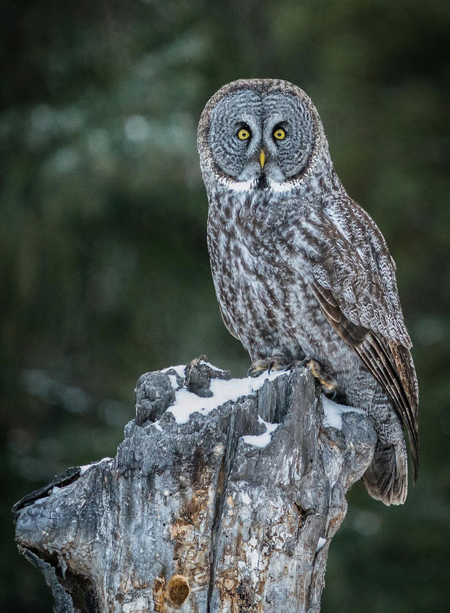 Great gray owls 2027 - Jim Zuckerman photography & photo tours
